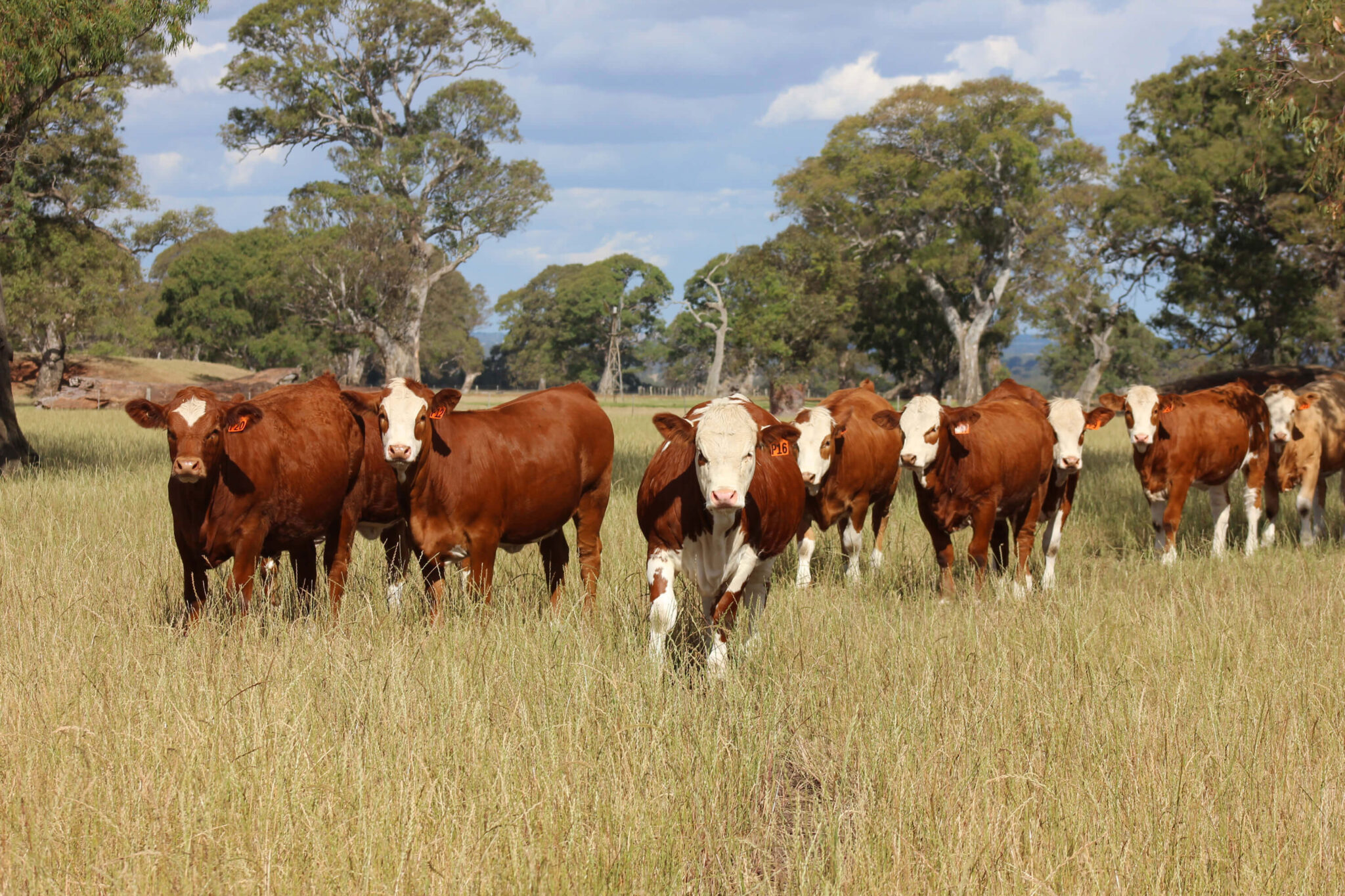Learn more about the Queensland Simmental Bull Sale